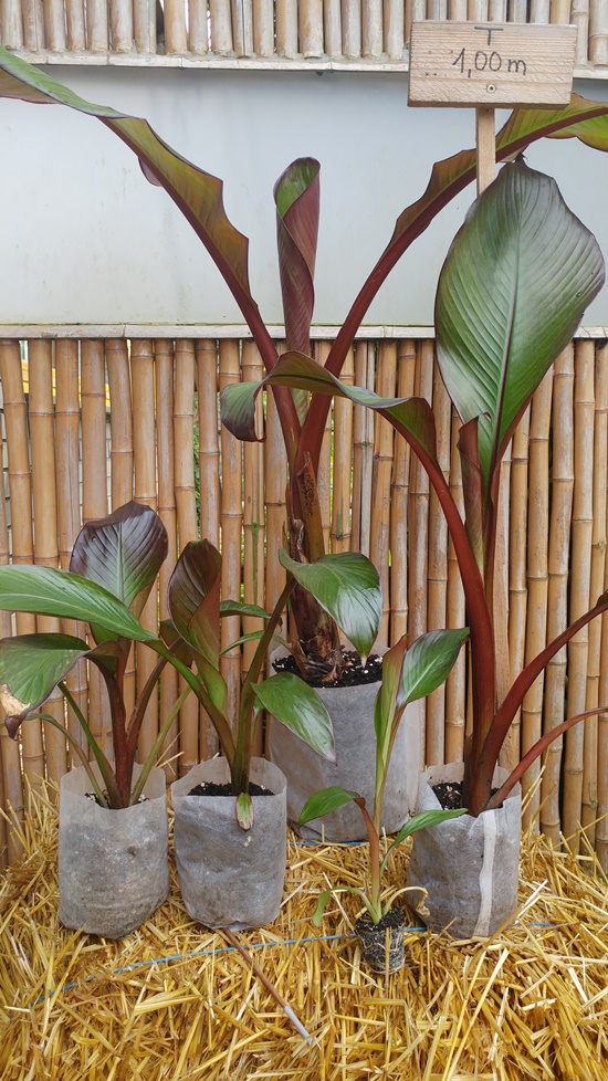 ENSETE VENTRICOSUM MAURELLII