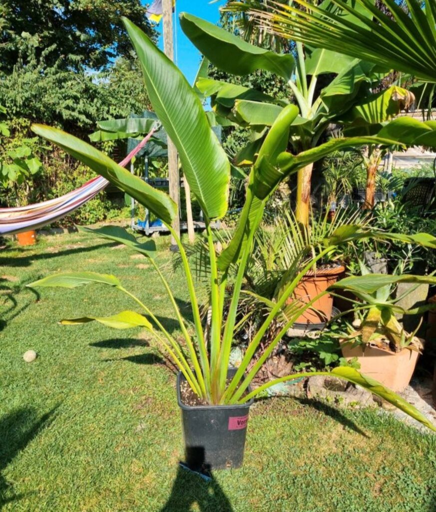 Baum der Reisenden (Ravenala madagascariensis)